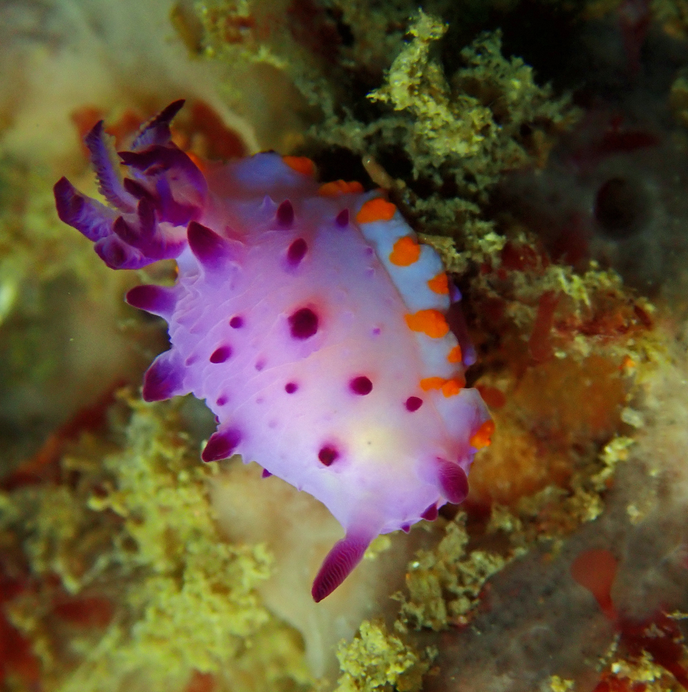 Mexichromis macropus from Sunshine Coast QLD, Australia on May 14, 2024 ...