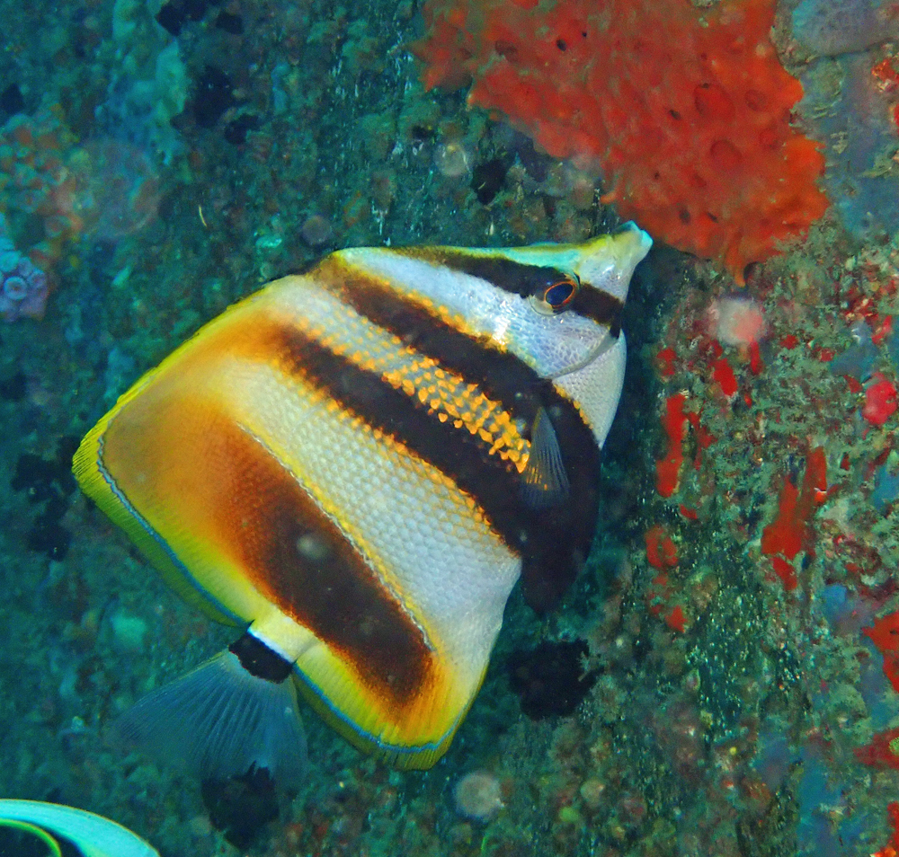 Highfin coralfish from Sunshine Coast QLD, Australia on May 14, 2024 at ...