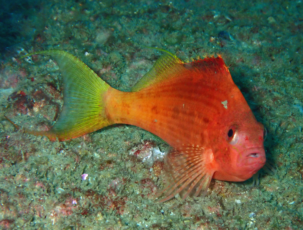 Lyretail Hawkfish from Sunshine Coast QLD, Australia on May 14, 2024 at ...
