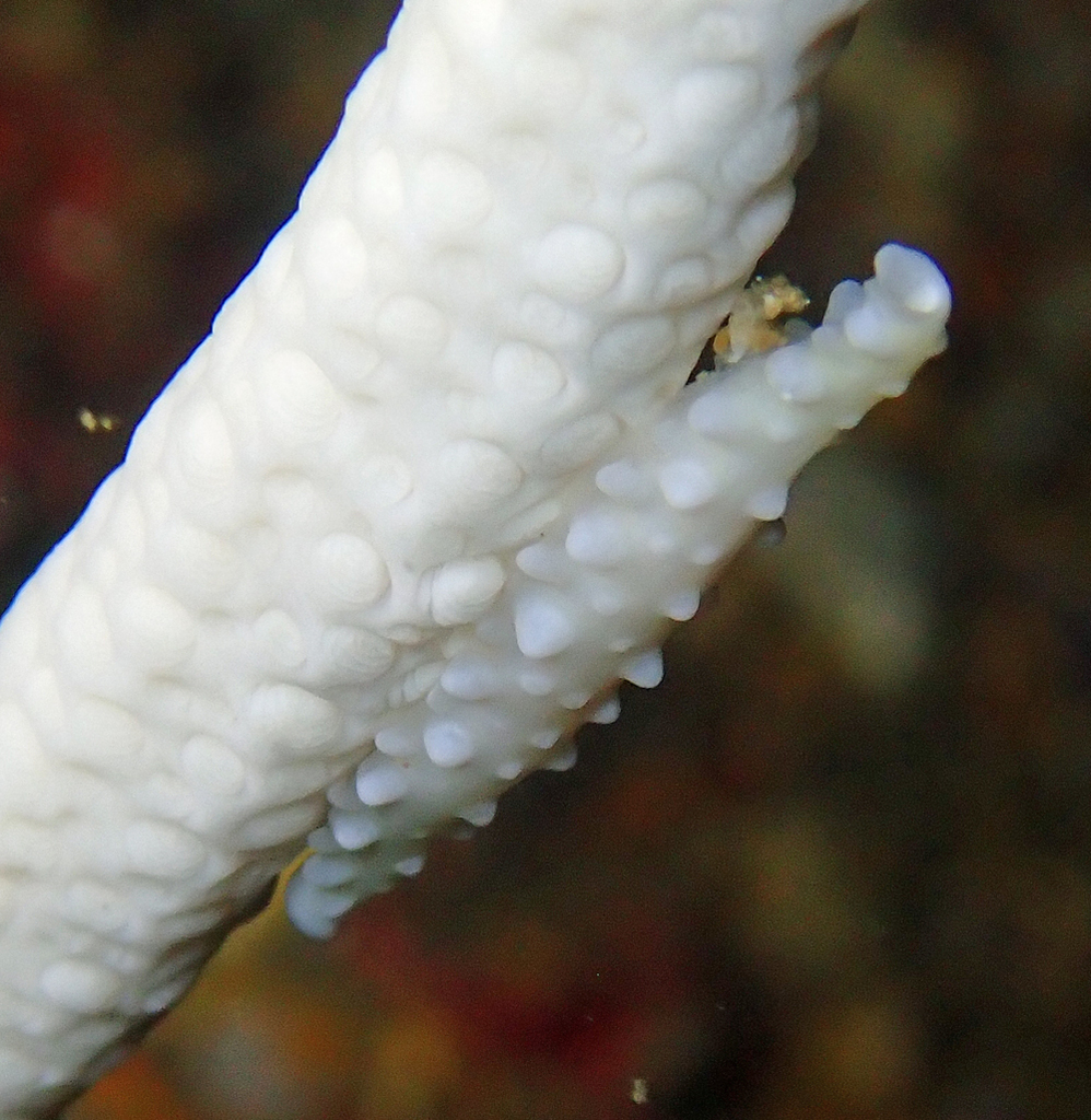 Something from Sunshine Coast QLD, Australia on May 14, 2024 at 11:02 ...