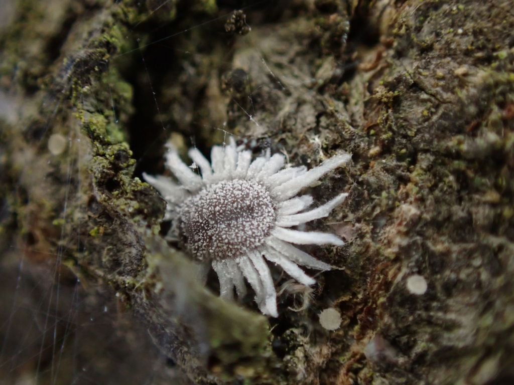 Cryptolaemus in May 2024 by Michelle Colpus · iNaturalist