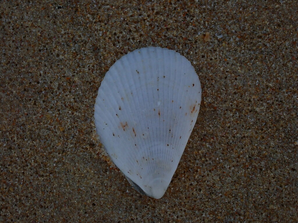 Lima nimbifer from Bundagen NSW 2454, Australia on May 15, 2024 at 07:29 AM by Adrian Gale ...