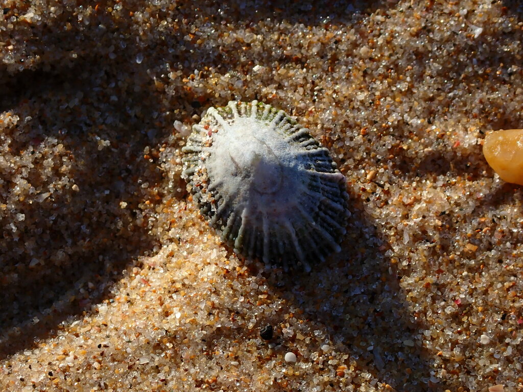 Cap-shaped False Limpet from Bundagen NSW 2454, Australia on May 15 ...