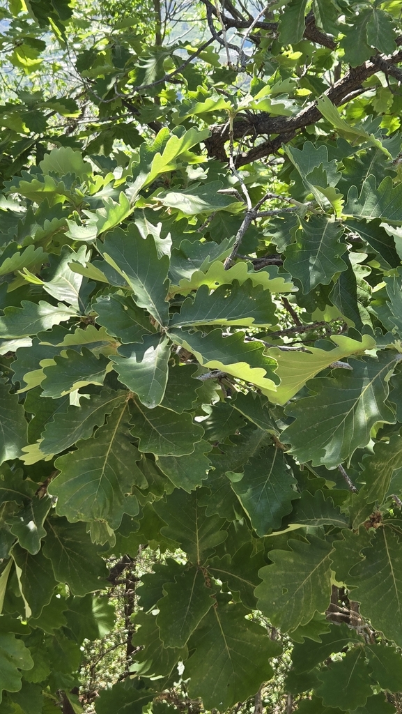 Mongolian Oak from CHM7+7G8, Huairou District, Beijing, China, 101406 ...
