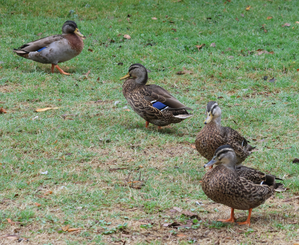 Pacific Black Duck × Mallard from Western Springs Lakeside Park 99 ...
