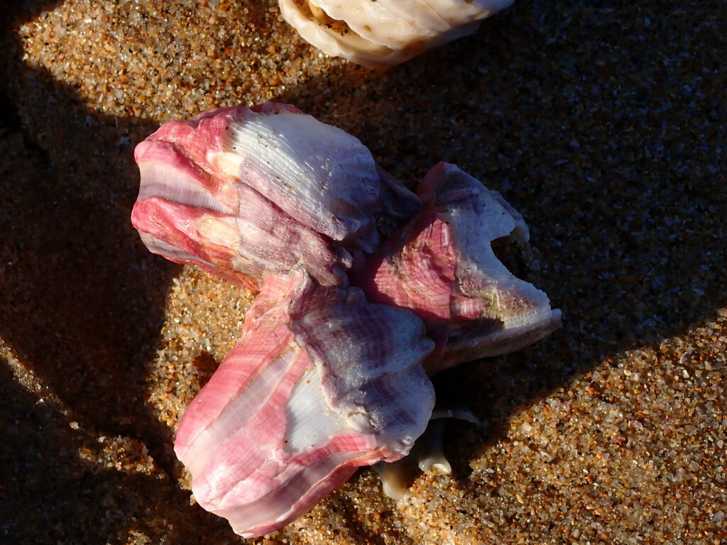 Megabalanus from Bundagen NSW 2454, Australia on May 15, 2024 at 07:40 ...