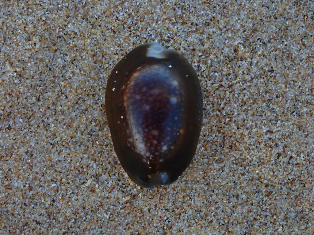 Snakehead Cowrie from Bundagen NSW 2454, Australia on May 15, 2024 at ...