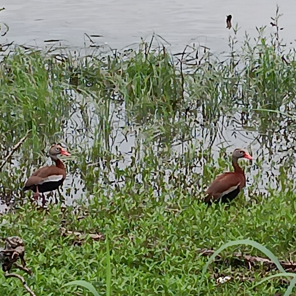 Black-bellied Whistling-Duck from Cameron Park, Waco, TX 76708, USA on ...