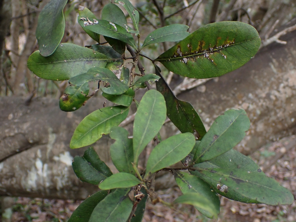 Guioa in May 2024 by Michelle Colpus · iNaturalist