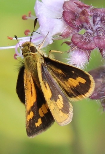 Grass Darts and Darters from Smiths Lake NSW 2428, Australia on May 13 ...