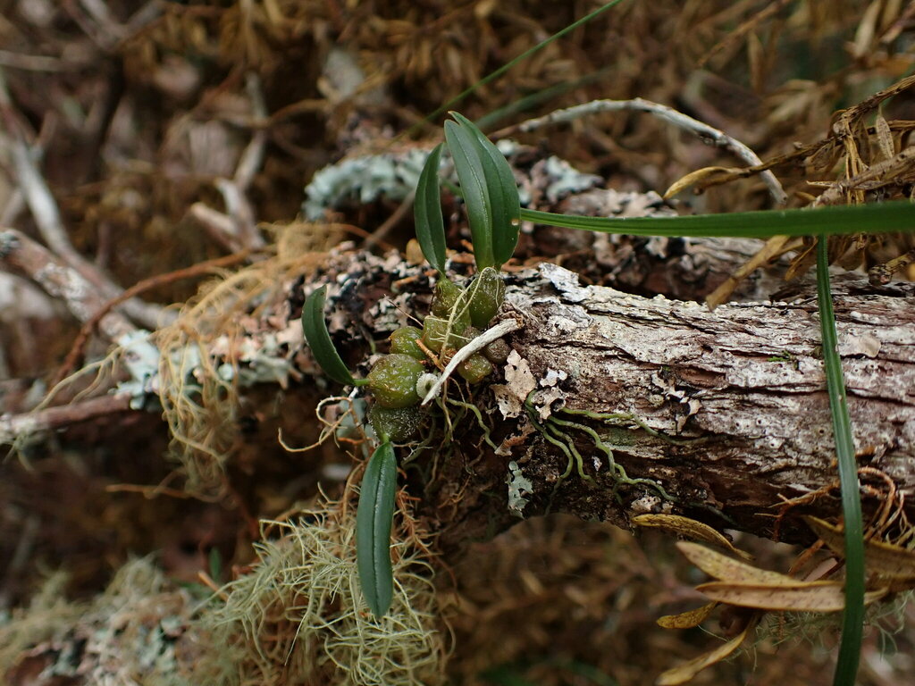 Bulbophyllum tuberculatum in May 2024 by Marley Ford. Commonly seen on ...
