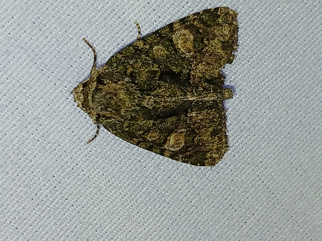 Spotted Phosphila Moth from Norman, OK 73026, USA on May 14, 2024 at 11 ...