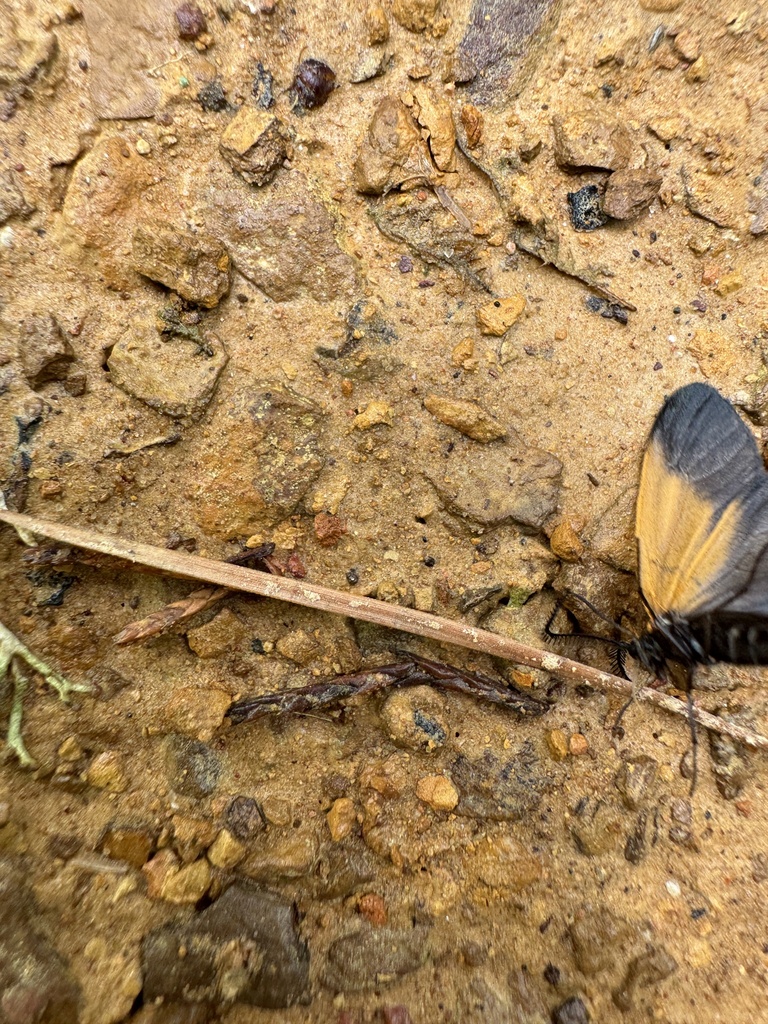 Burnet Moths from Ozark-St. Francis National Forests, Winslow, AR, US ...