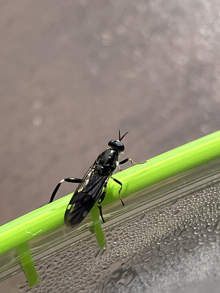 Garden soldier fly from Greendale Park, Greenwich, NSW, AU on May 15 ...
