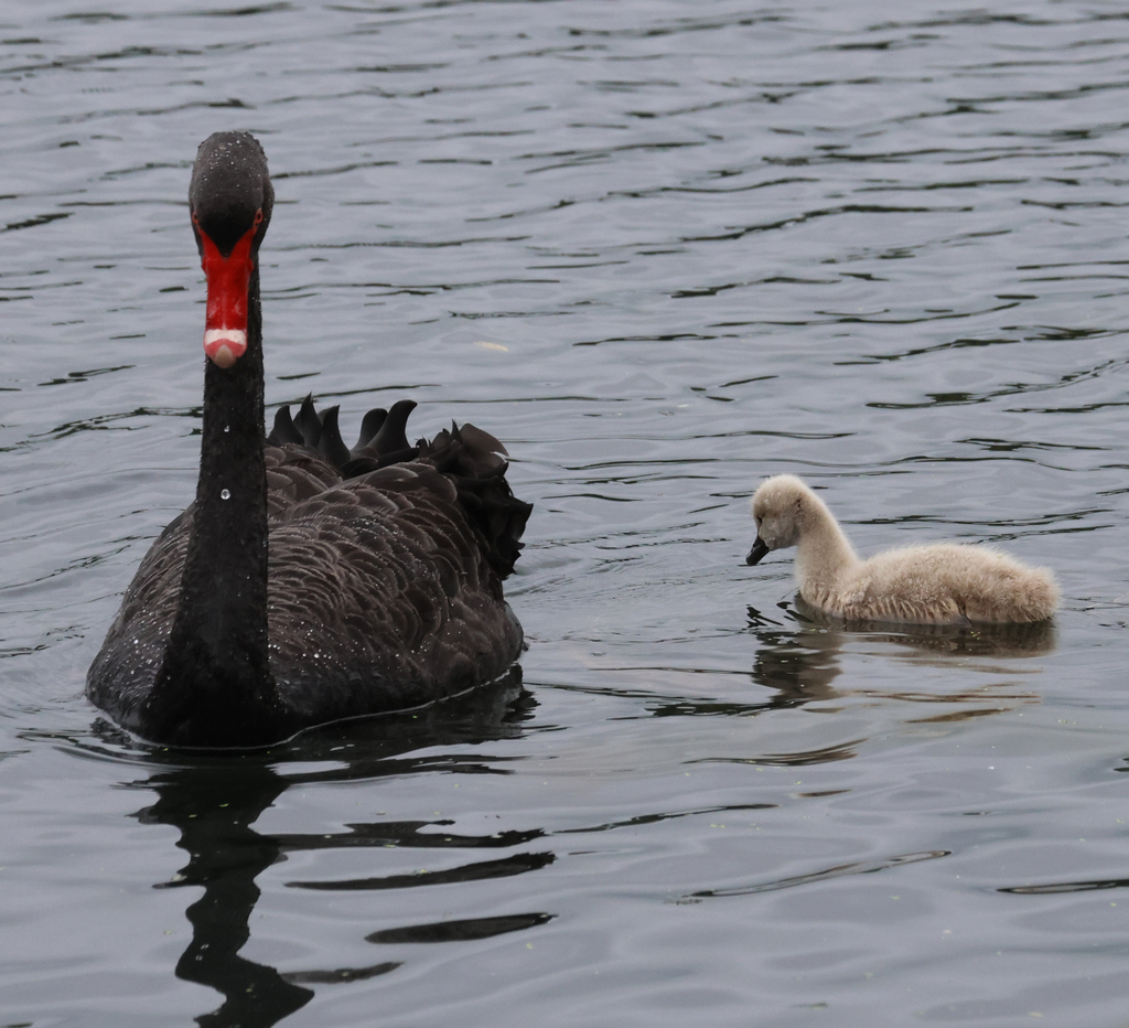 Black Swan from Western Springs Lakeside Park 99 Motions Road, Western ...