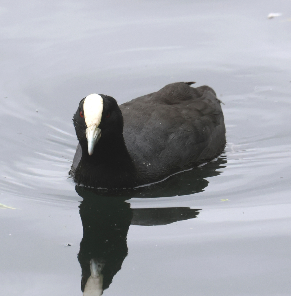 Australasian Coot from Western Springs Lakeside Park 99 Motions Road ...