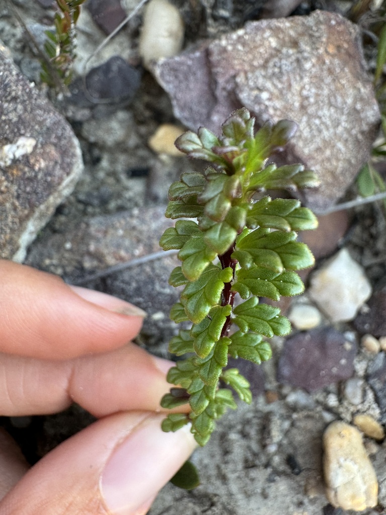 purple eyebright from Newnes campground, State Mine Gully, NSW, AU on ...
