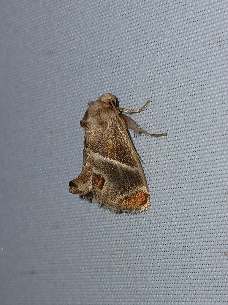 Shagreened Slug Moth from Norman, OK 73026, USA on May 14, 2024 at 11: ...