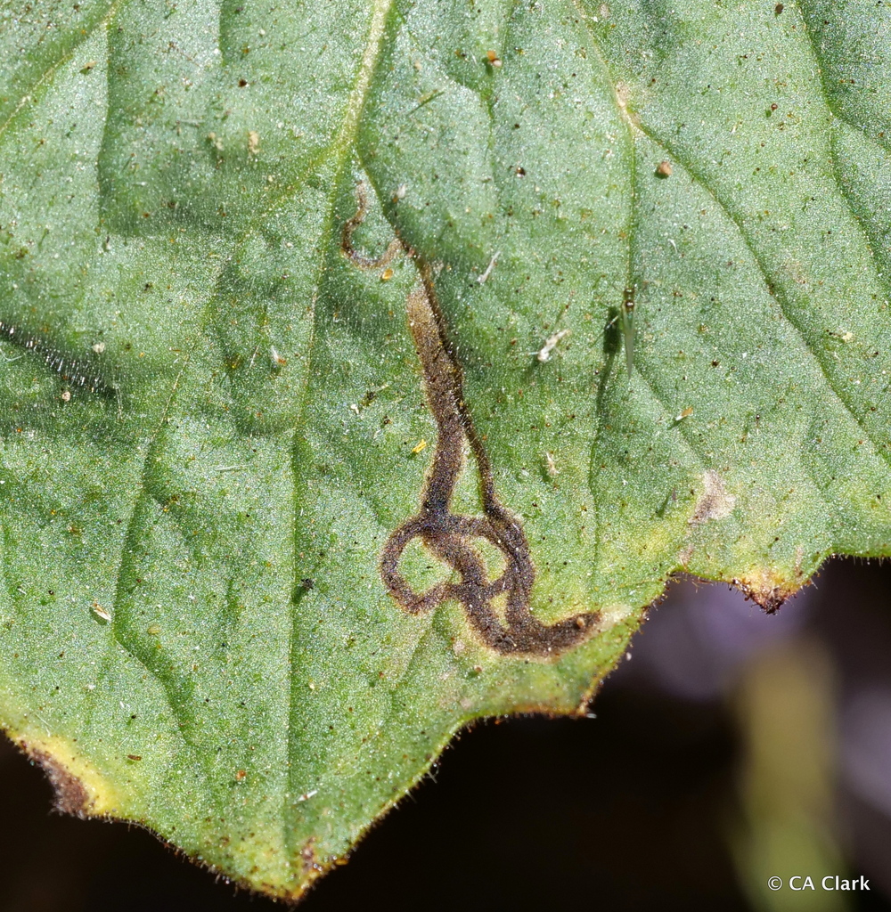 Winged and Once-winged Insects from Black Lava Butte, Sand to Snow ...