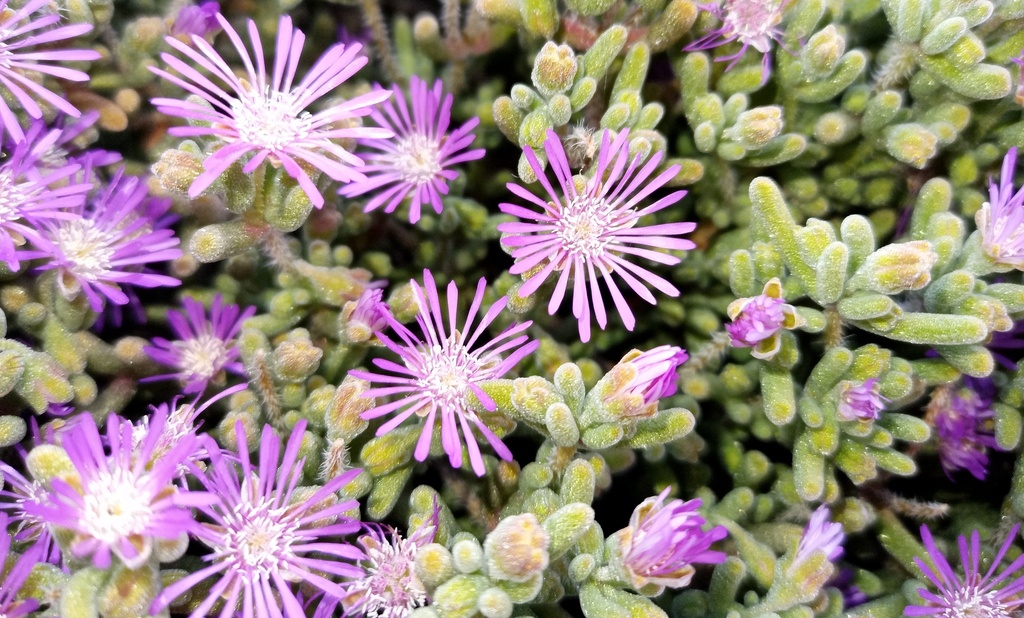 Drosanthemum archeri from Pixley ka Seme District Municipality, South ...