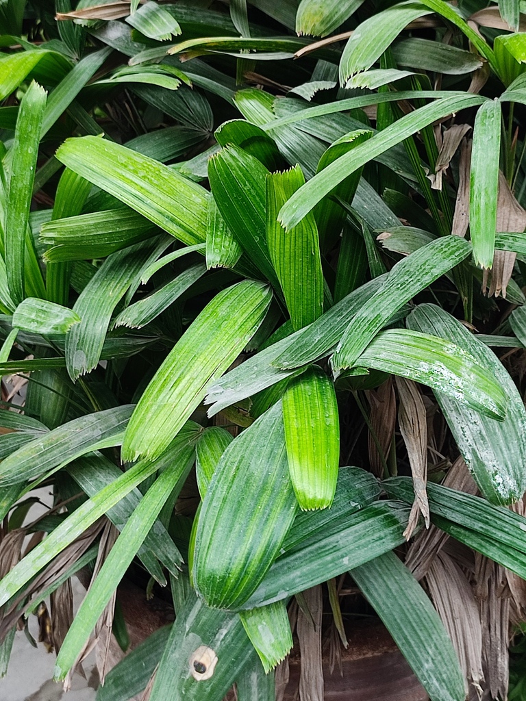 Little Lady Palm from Batong Malake, Los Baños, Laguna, Philippines on ...