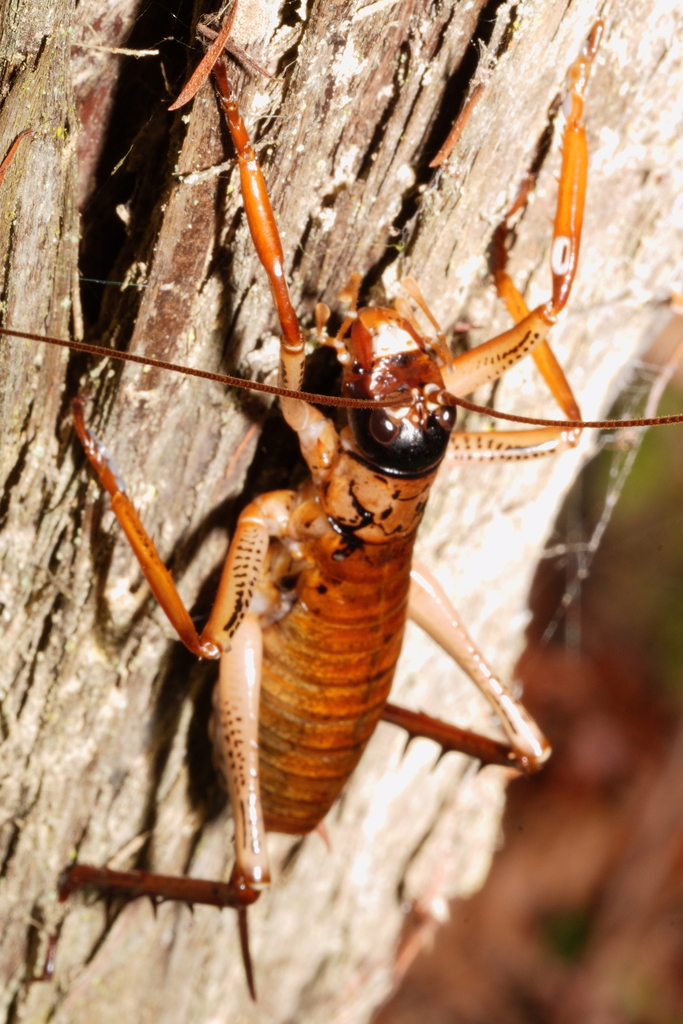 Auckland Tree Weta from Paihia, Neuseeland on May 6, 2024 at 08:07 PM ...