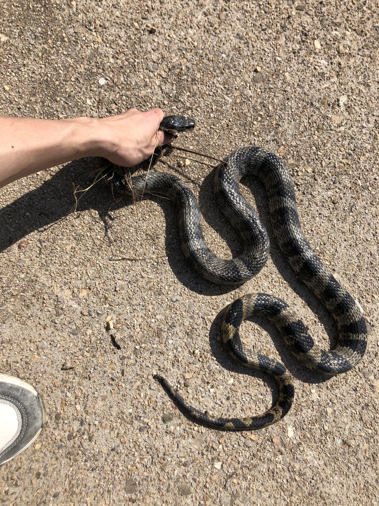 Korean Ratsnake (Elaphe anomala) - Snakes and Lizards