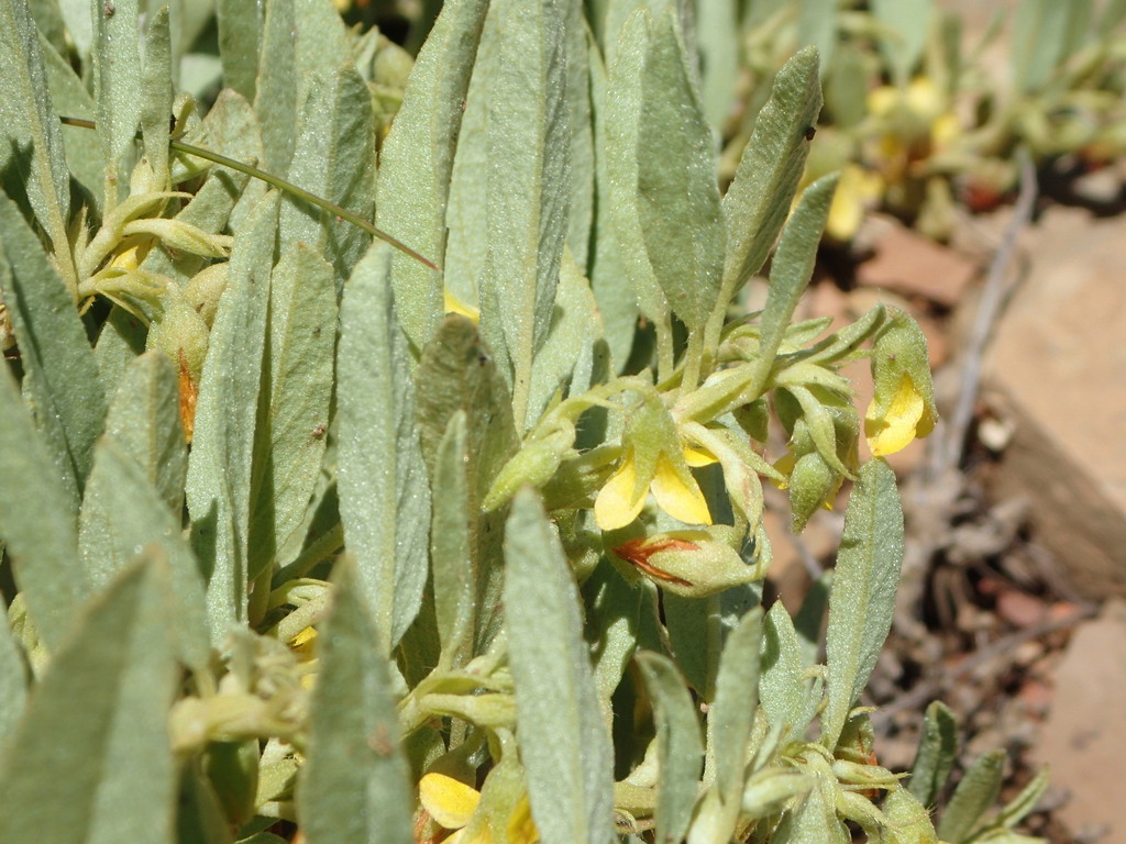 Hermannia staurostemon from Nkangala District Municipality, South ...