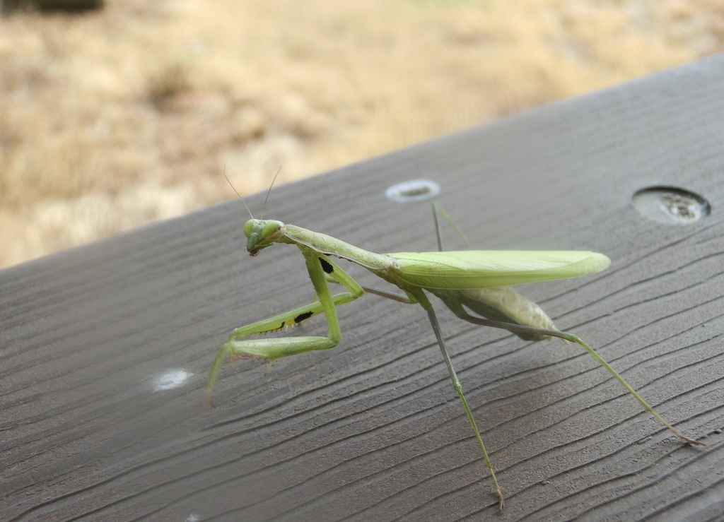 Statilia nemoralis from 638台灣雲林縣麥寮鄉 on May 15, 2024 at 08:52 AM by ...