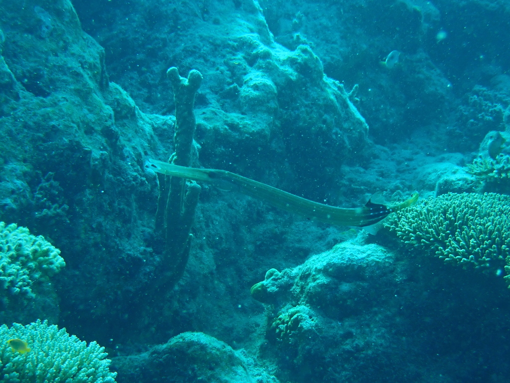 Pacific Trumpetfish from Malolo Island, Fiji on May 3, 2024 at 03:52 PM ...