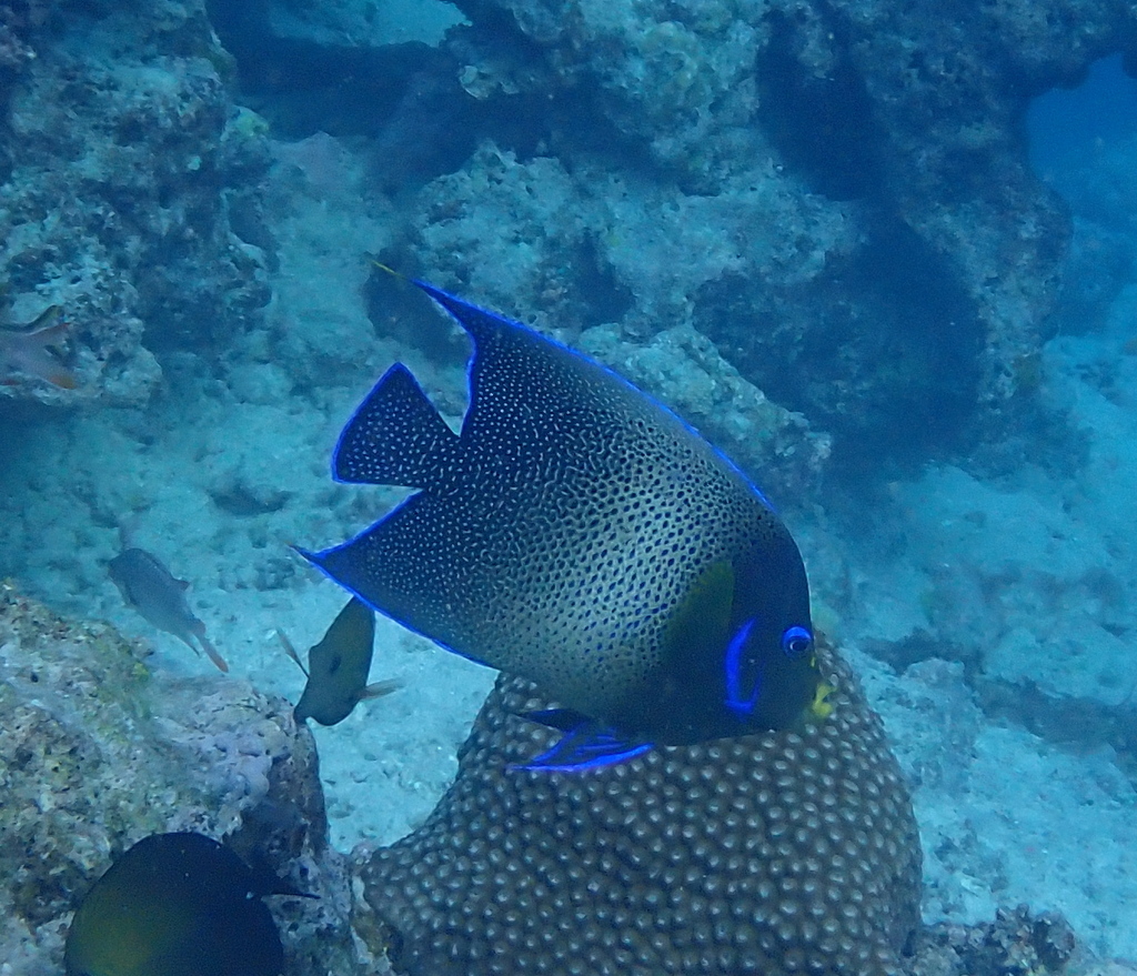 Semicircle Angelfish from Malolo Island, Fiji on May 3, 2024 at 03:54 ...