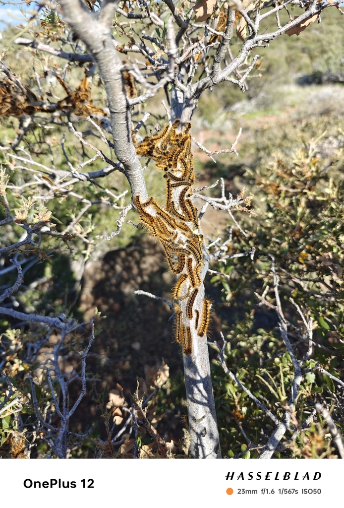 Western Tent Caterpillar Moth from Julian, CA 92036, USA on May 14 ...