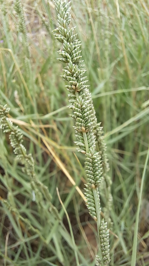 Coastal Cat's-foot-grass from VR59+F9W, Карши, Кашкадарья, Узбекистан ...
