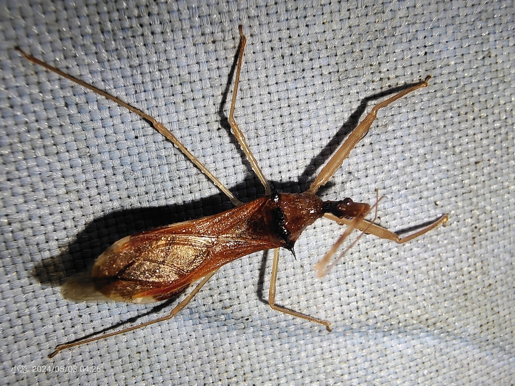 Epidaus from 中国云南省红河哈尼族彝族自治州河口瑶族自治县 on May 3, 2024 at 04:26 AM by 游 · ...