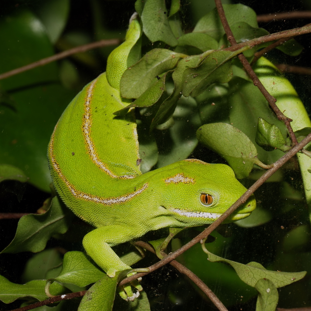 Elegant Gecko in May 2024 by Uwe Schneehagen · iNaturalist
