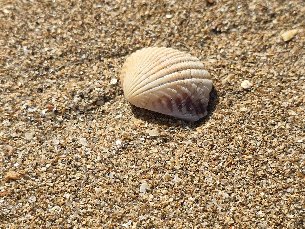 Bivalves from East Point NT 0820, Australia on May 13, 2024 at 03:05 PM ...