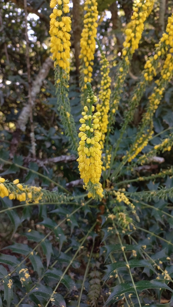 Mountain Grape from Leonard, Hilton, 3201, South Africa on May 15, 2024 ...