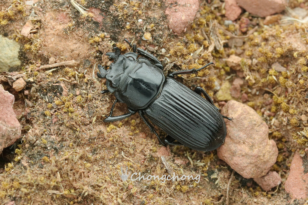 Nigidius elongatus from 中国云南省西双版纳傣族自治州勐腊县 on April 30, 2024 at 04:35 PM ...