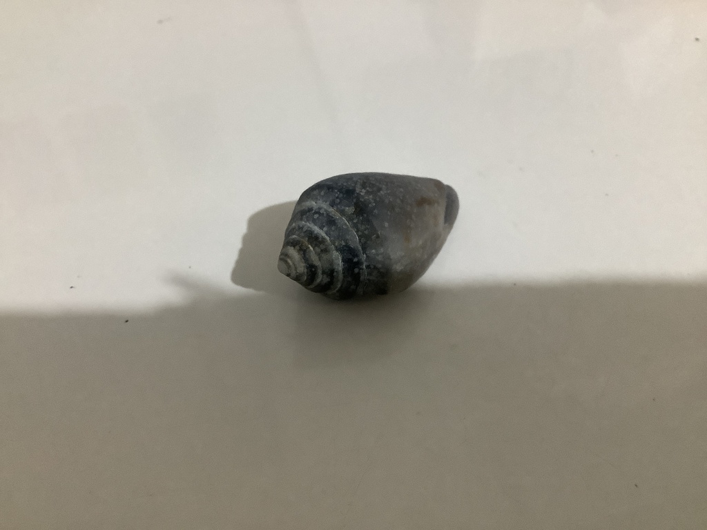Anemone Cone from Port Phillip, Werribee South, VIC, AU on May 15, 2024 ...