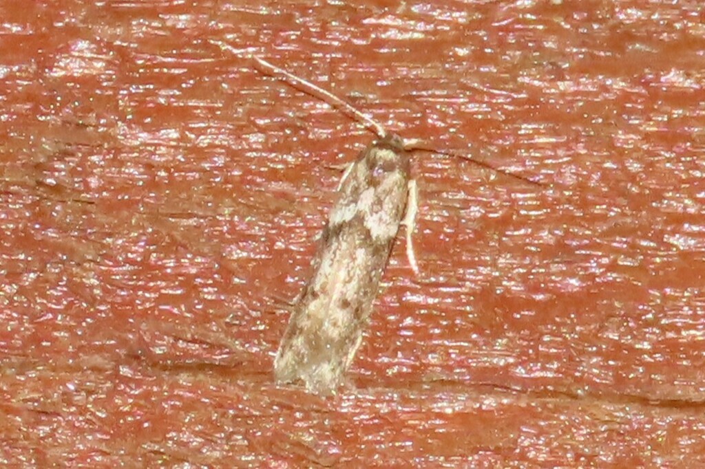Blastobasis tanyptera from Coomba Park NSW 2428, Australia on May 15 ...
