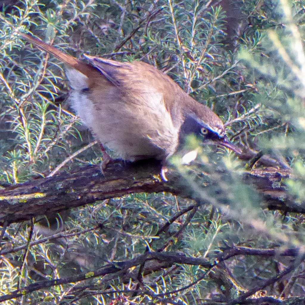 White-browed Scrubwren from Blackburn Lake Sanctuary VIC 3130 ...