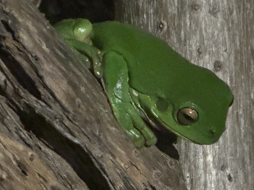 Australian Green Tree Frog from Scarborough, QLD, AU on May 15, 2024 at ...