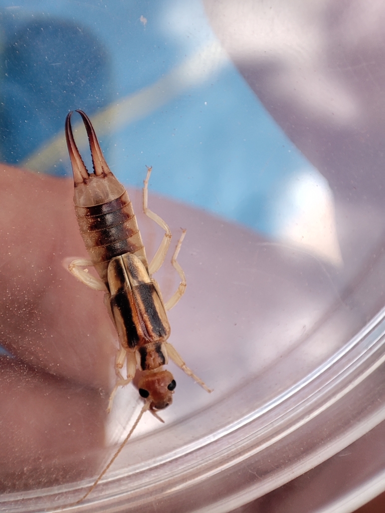 Shore Earwig from רמת השרון, ישראל on May 15, 2024 at 09:10 AM by Itay ...