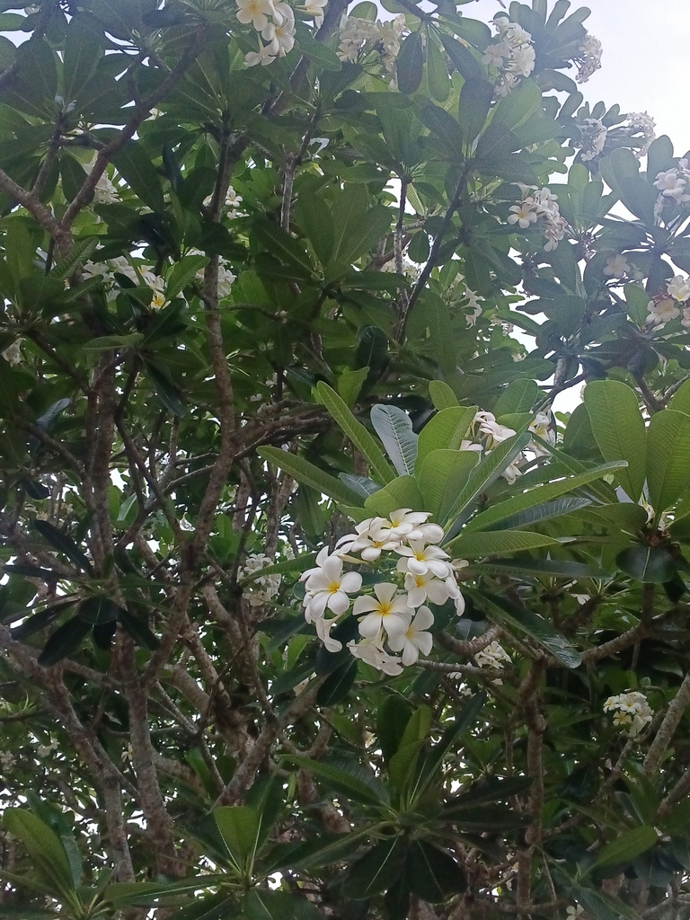 Frangipani trees from Los Baños, PH-LG, PH on May 15, 2024 at 06:04 PM ...