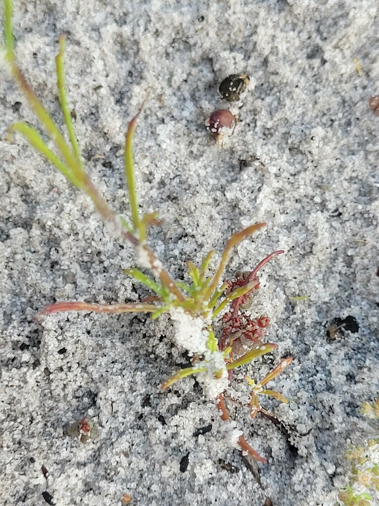 Aniseed Spookasem from Hartebeesfontein, Hopefield, 7355, South Africa ...