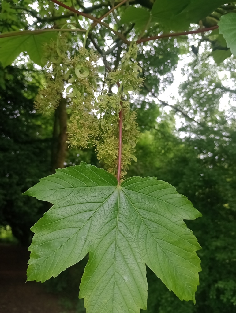 sycamore maple from Clayton-le-Woods, UK on May 15, 2024 at 10:09 AM by ...