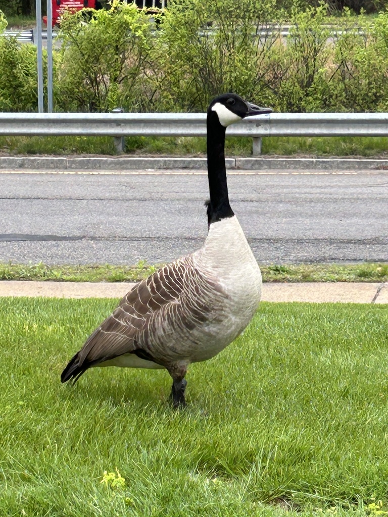 Canada Goose from Winter St, Waltham, MA, US on May 15, 2024 at 06:25 ...