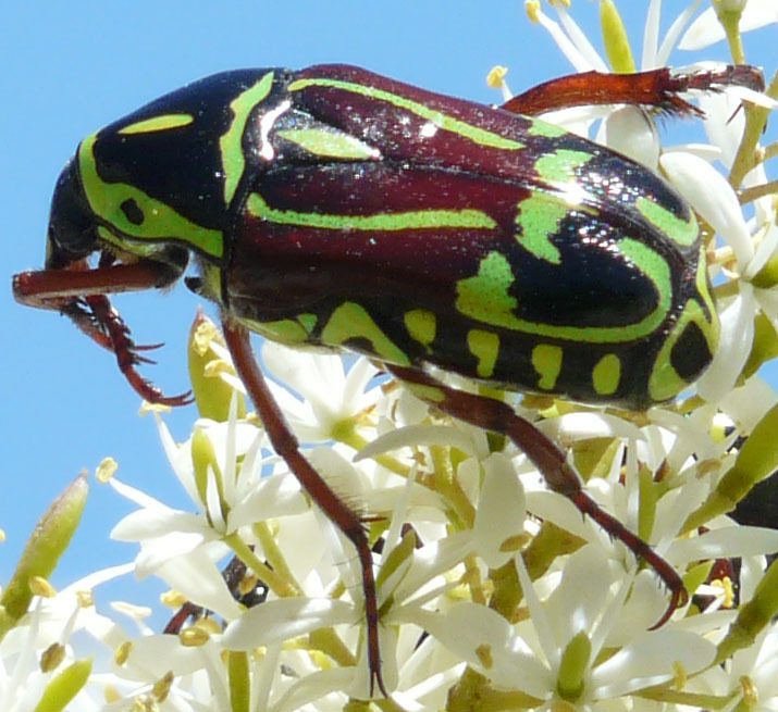 Fiddler Beetle from Gellibrand Hill, Woodlands Historic Park, Greenvale ...