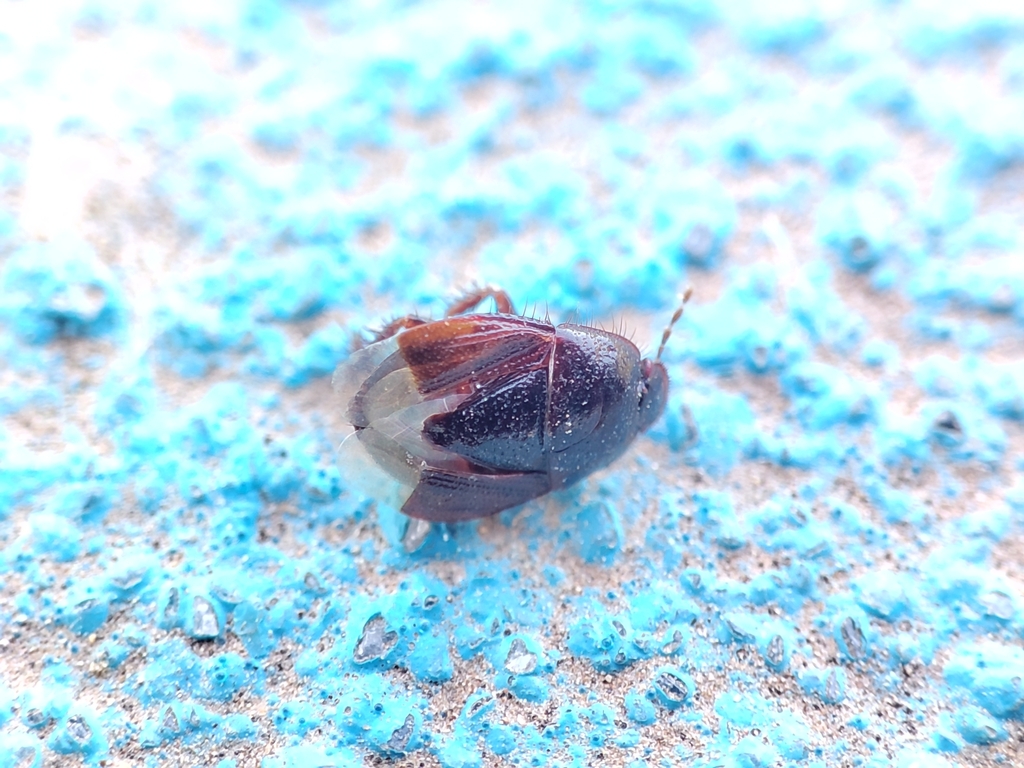 Microporus nigrita from Beijing, Beijing, CN on May 15, 2024 at 06:16 ...