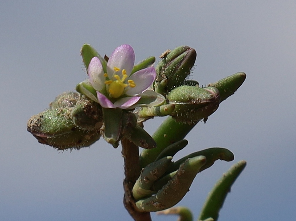 Saltmarsh Sand Spurry (Plants of Tiritiri Matangi ) · iNaturalist